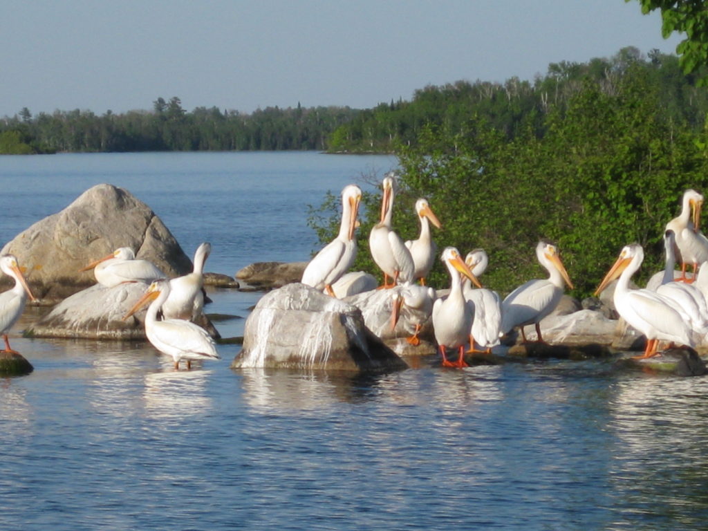 Pelican Lake | Deer Lodge Resort